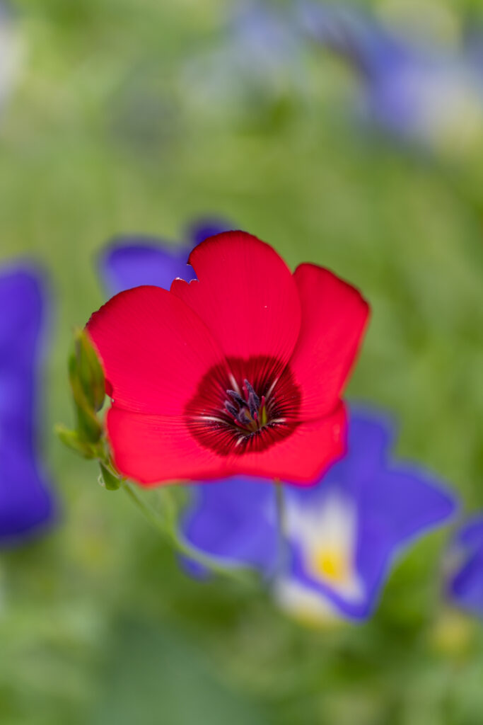 red summer flower - Crichton Photography